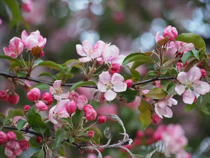Mason Bees: Your Garden Pollinator - Smart Garden Guru