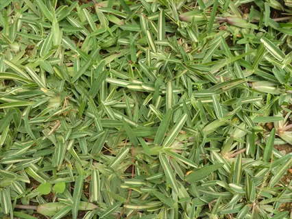 St Augustine Grass Care and Growing Guide - Smart Garden Guru