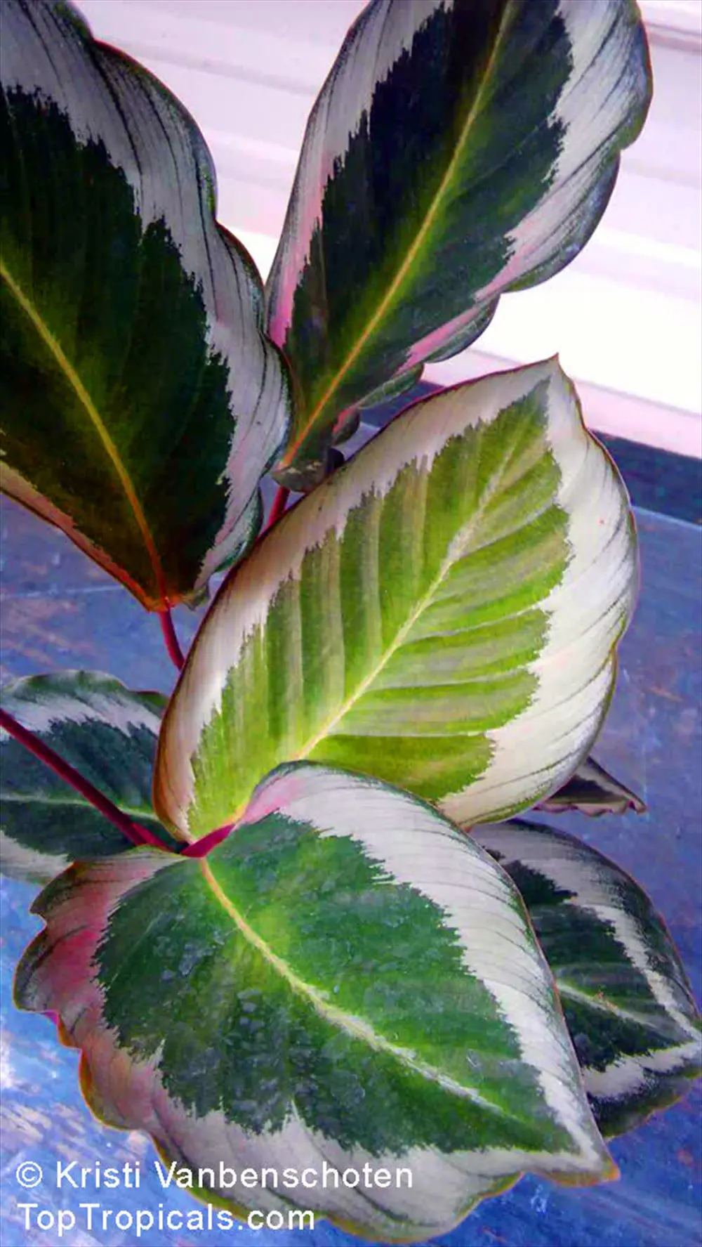 Calathea Plant Care and Varieties Guide - Smart Garden Guru