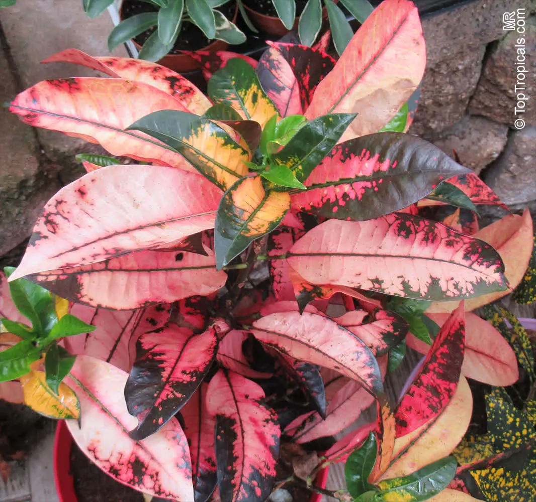Is croton toxic to humans? - Smart Garden Guru