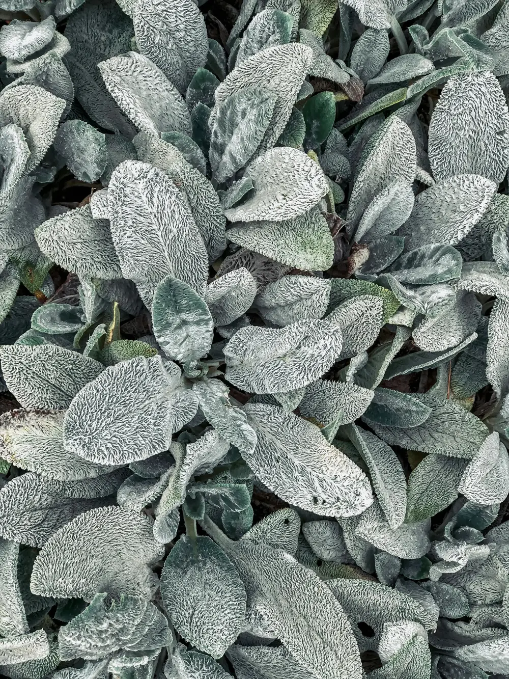 Is lamb's ear a sun or shade plant? - Smart Garden Guru