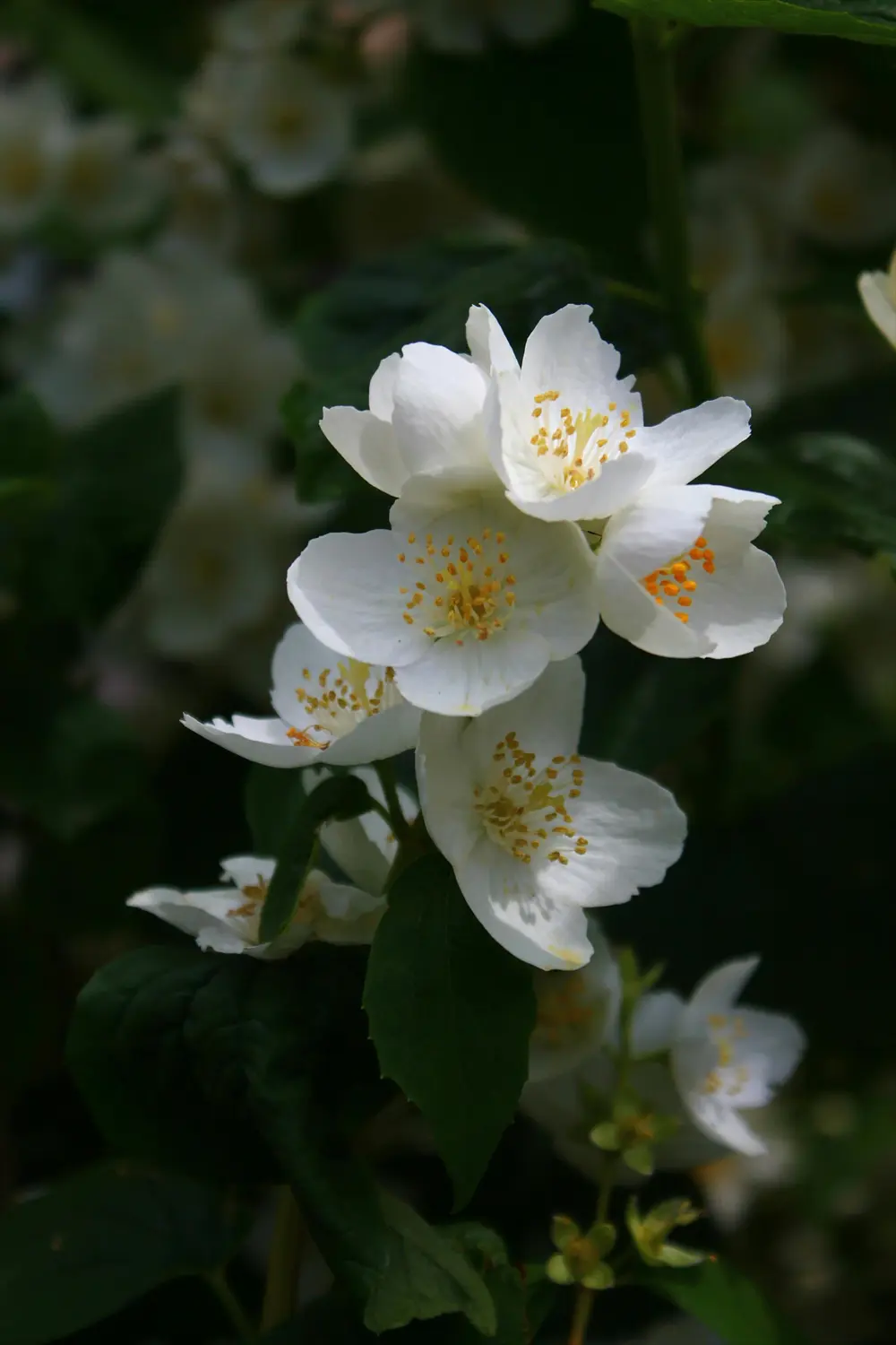 Jasmine Flower Types, Care and Uses - Smart Garden Guru