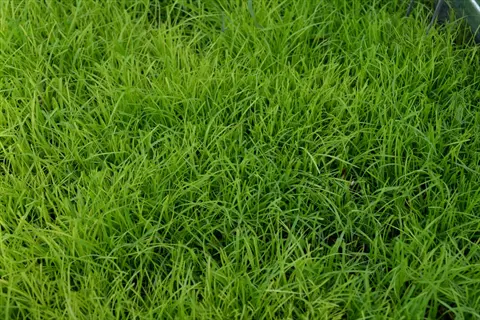 Bahia Grass: A Complete Growing Guide - Smart Garden Guru