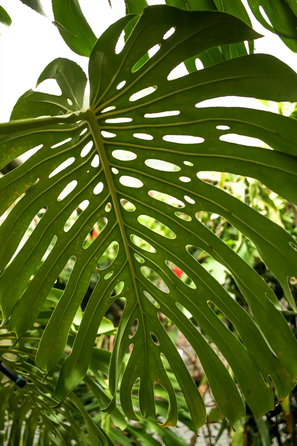 When is the best time to repot a Monstera? - Smart Garden Guru