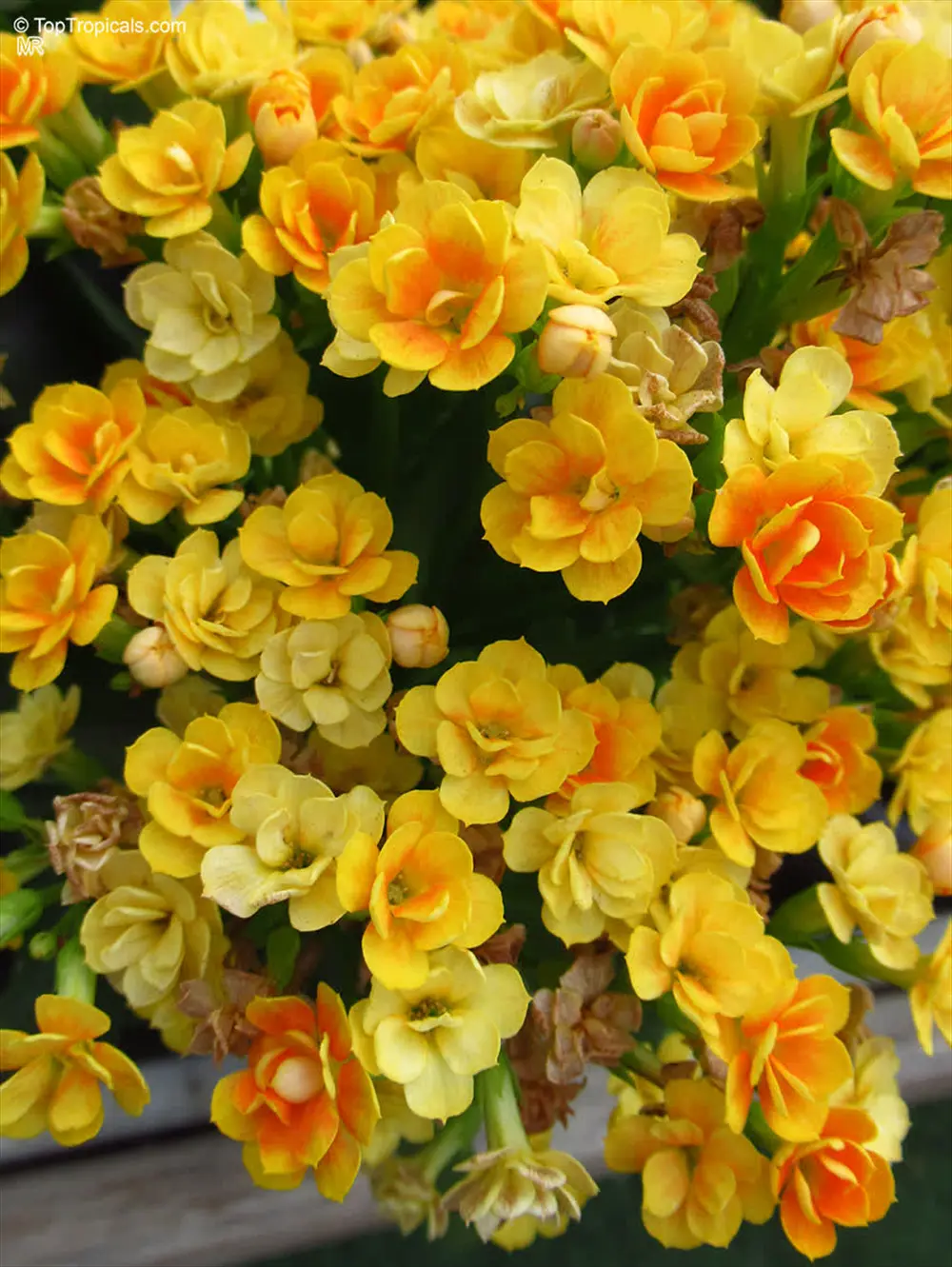 ¿En qué mes florece el Kalanchoe? - Smart Garden Guru