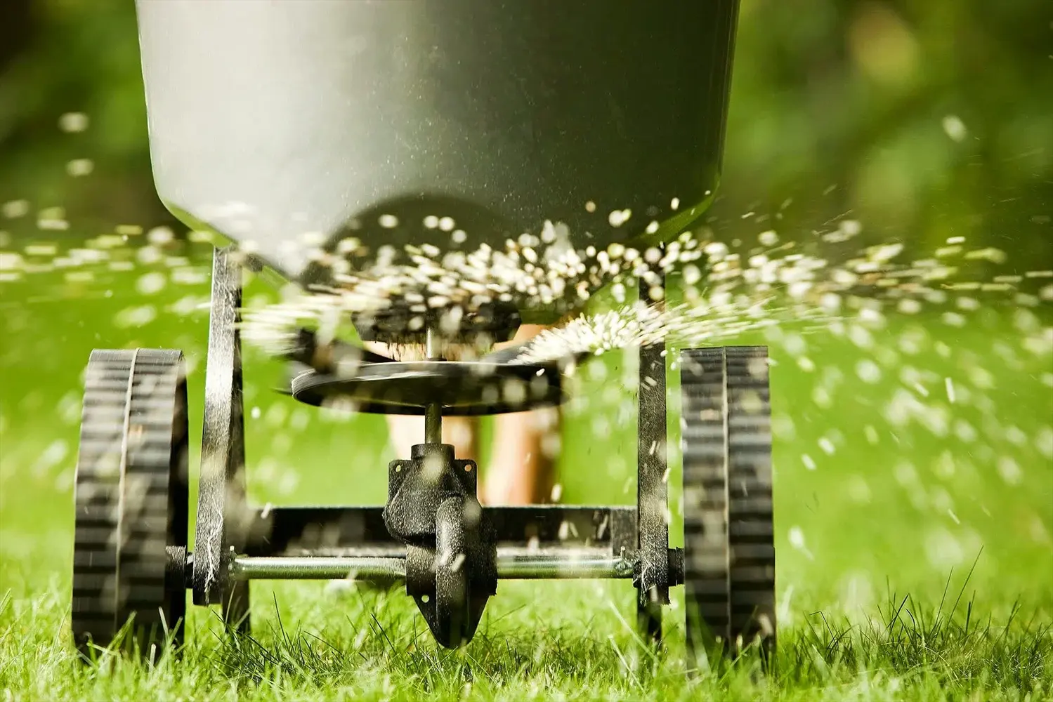 Pupuk rumput apa yang terbaik untuk Sir Walter? - Smart Garden Guru