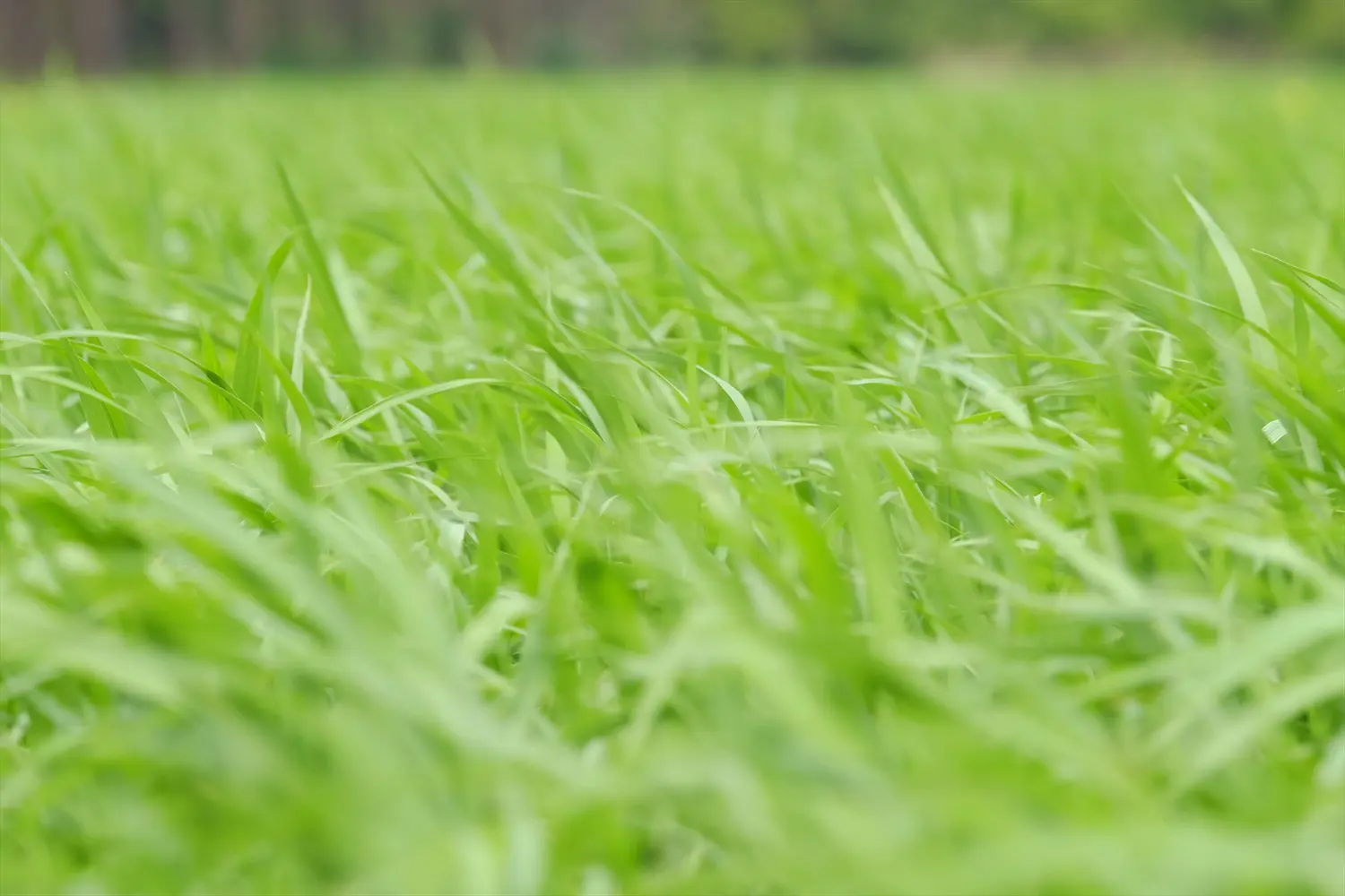 Bahia Grass: A Complete Growing Guide - Smart Garden Guru
