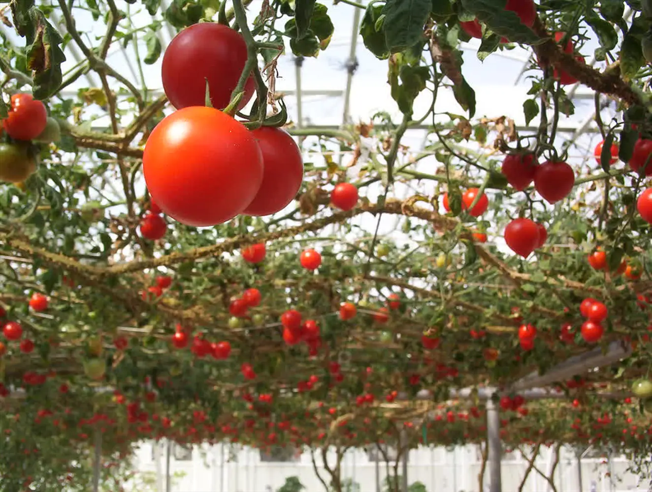 How to Grow Tomatoes Upside Down Successfully - Smart Garden Guru